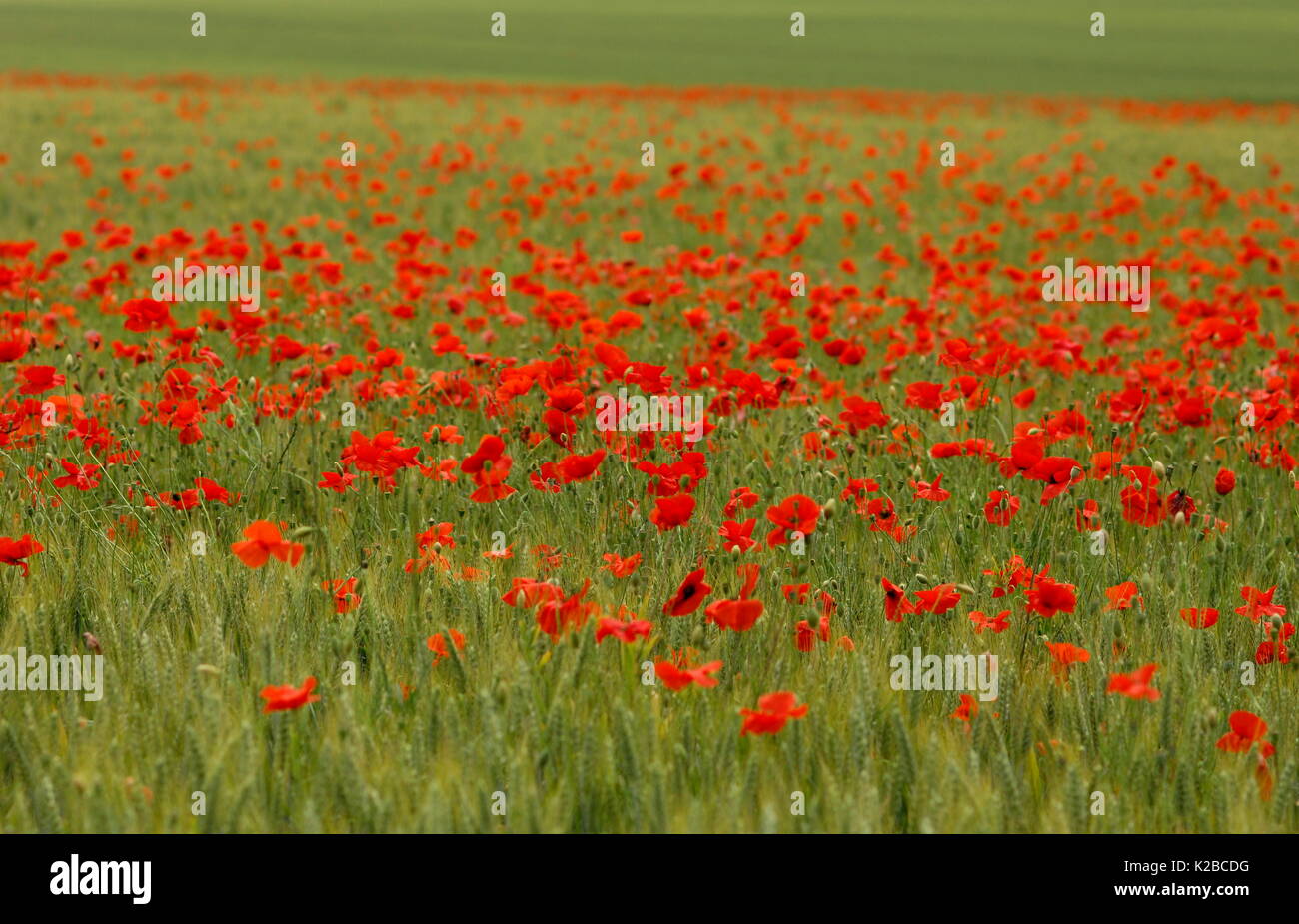 Claude monet poppy field hi-res stock photography and images - Alamy