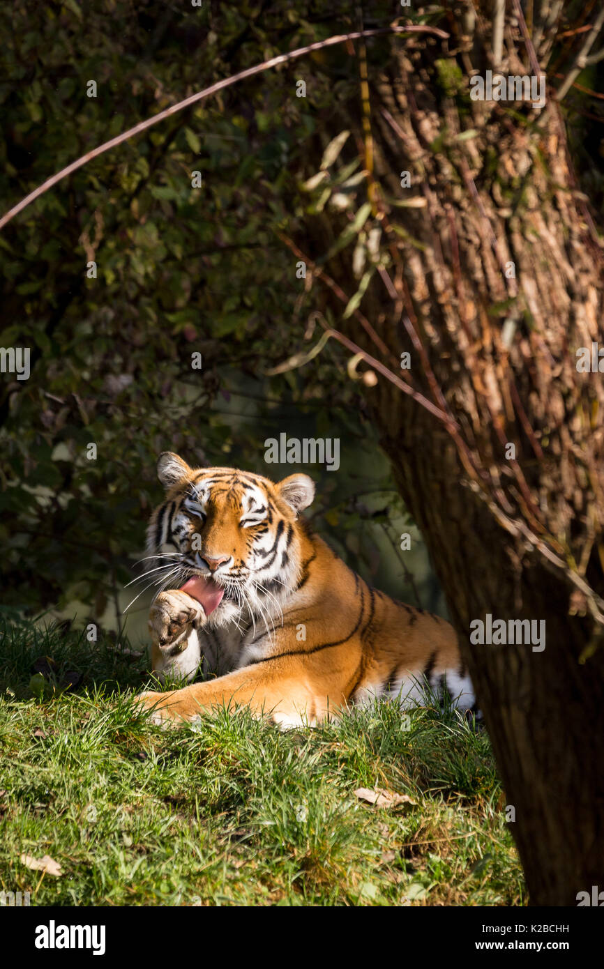 Siberian Tiger cleaning his Face and Paws, Zoo Stock Photo - Alamy