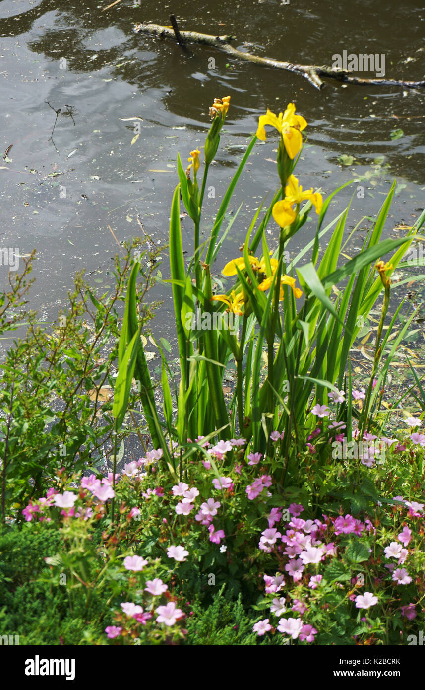 Geranium tree hi-res stock photography and images - Alamy