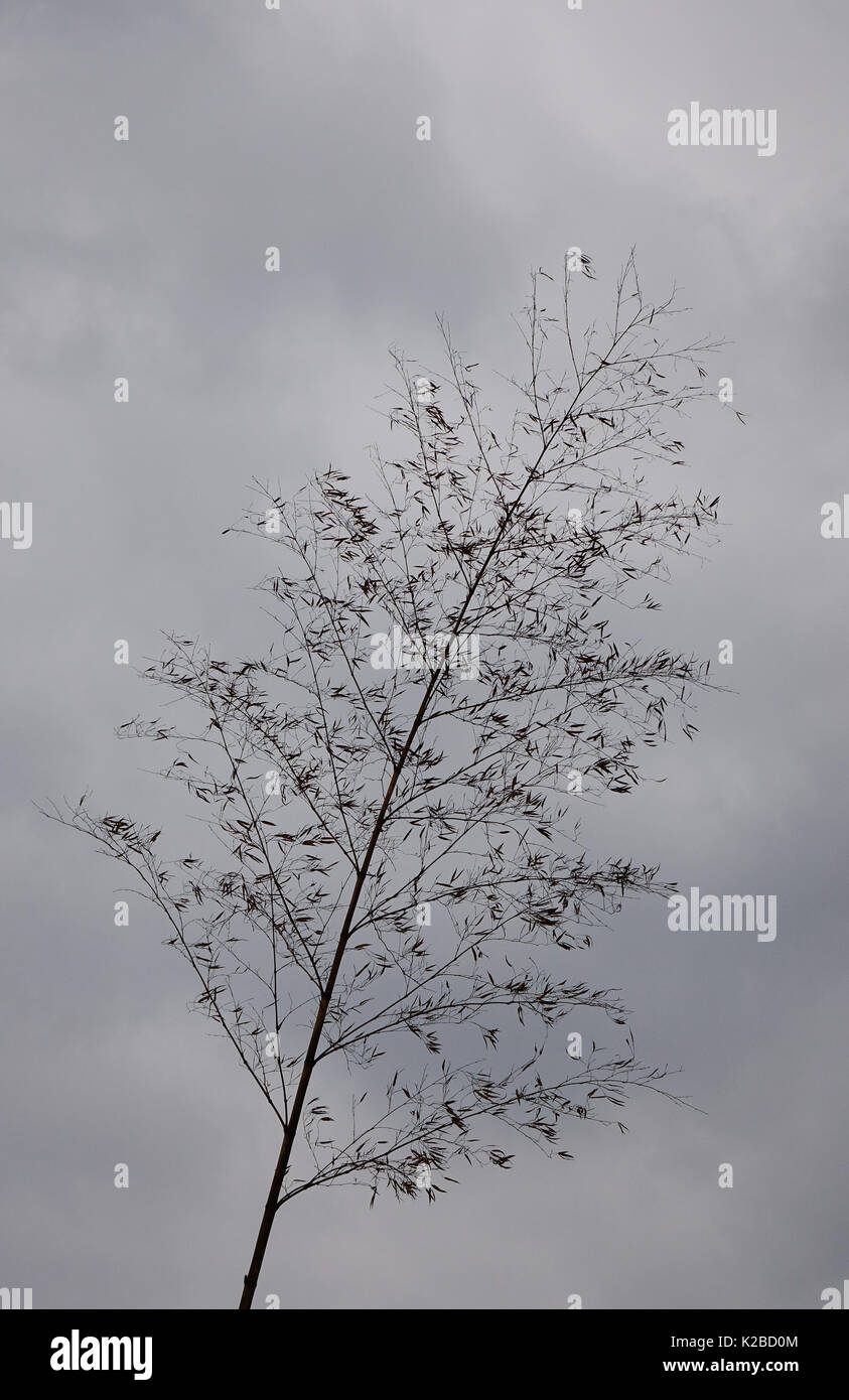 Dried bamboo tree under gray sky at winter in Taipei, Taiwan Stock ...