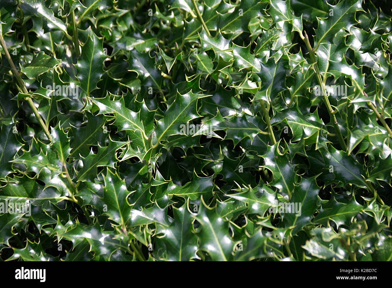 Leaves of the holly bush tree Stock Photo - Alamy