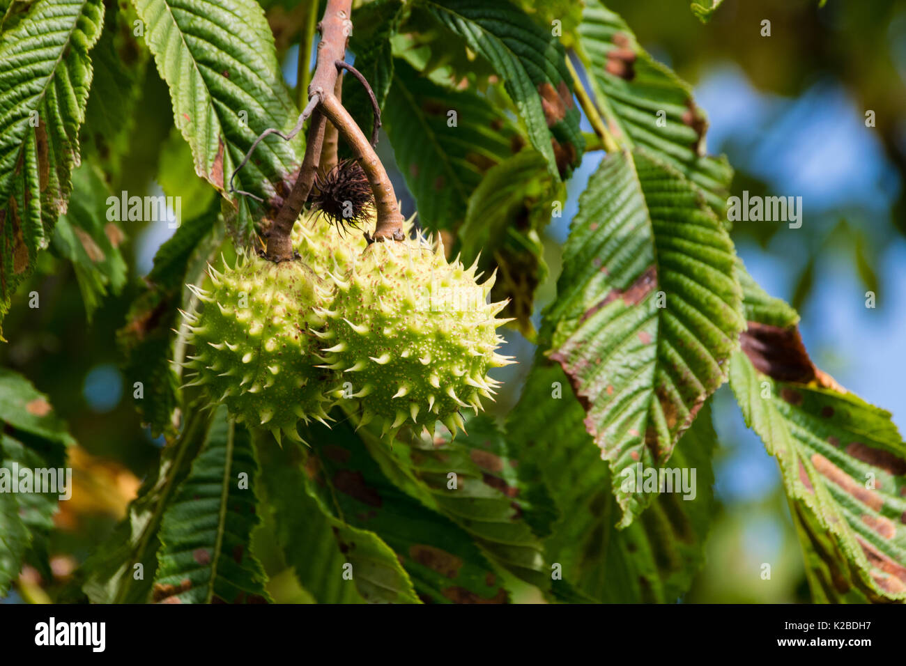 Conkers close up macro hi-res stock photography and images - Alamy