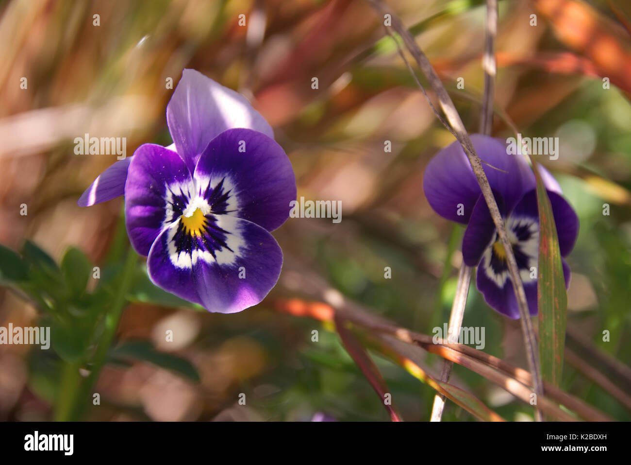 Purple pansey flowers in the shade Stock Photo - Alamy