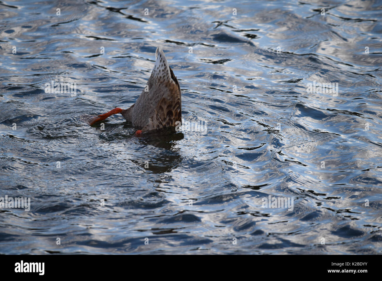 Mallard duck feeding under water with bottom in the air Stock Photo - Alamy
