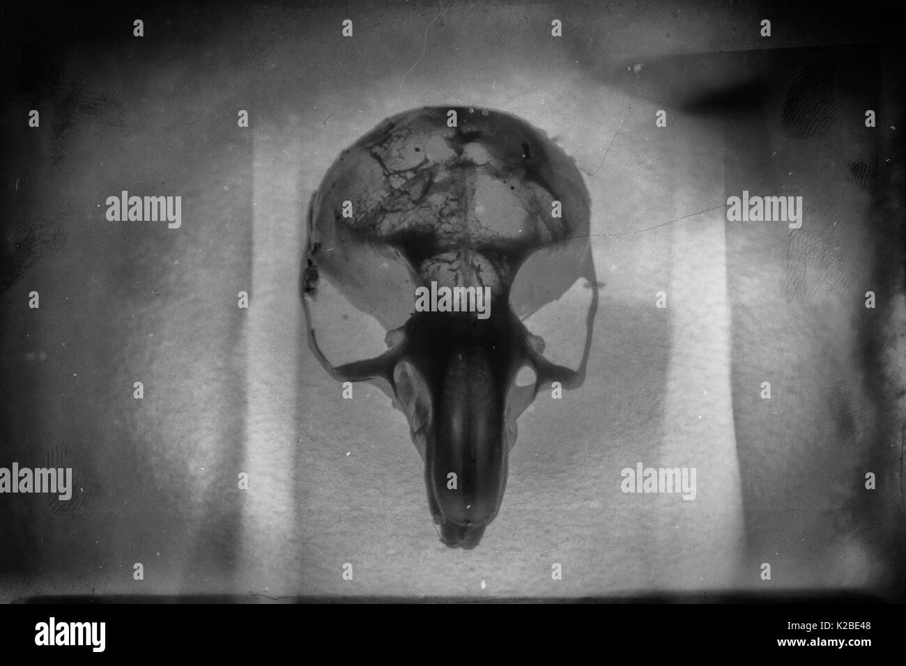 Mouse skull skeleton caught by a cat against vintage grunge black and ...