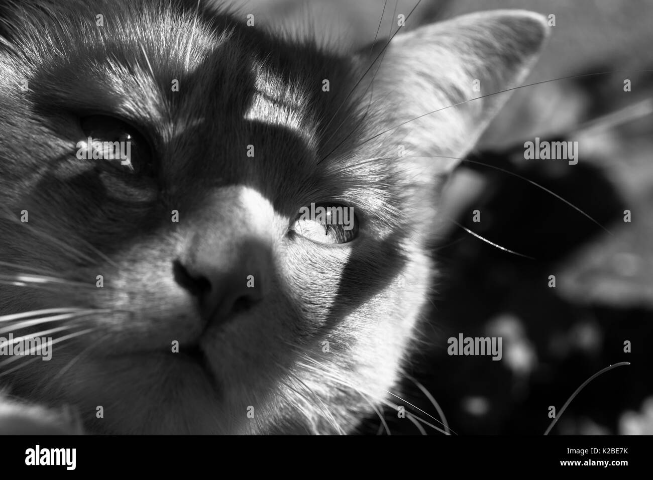 Black and white portrait image of domestic cat in shade under a tree ...