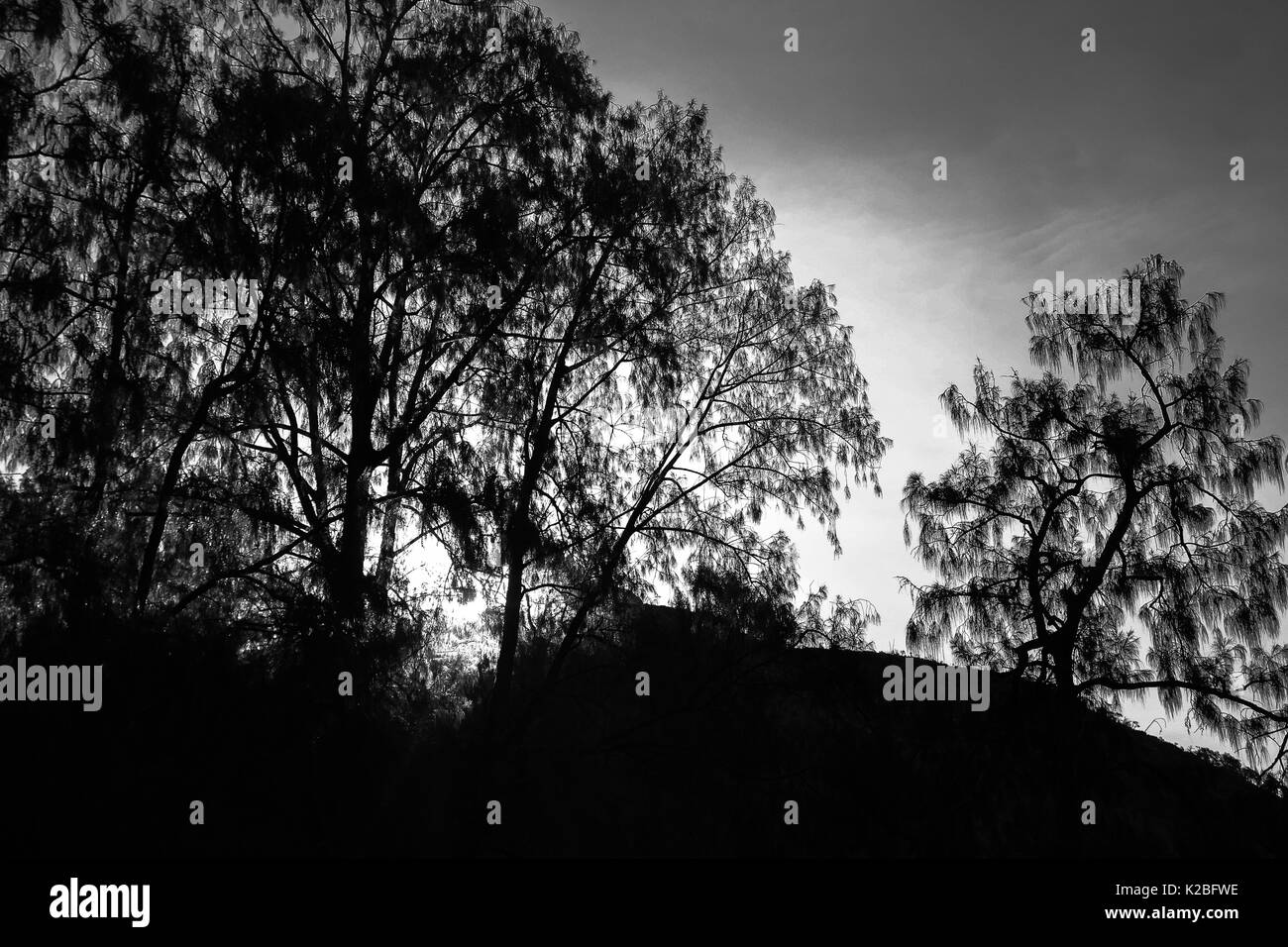 Silhouette bushes Black and White Stock Photos & Images - Alamy