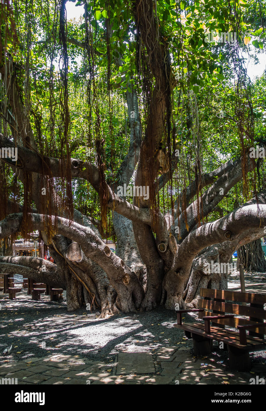 Lahaina banyan tree hi-res stock photography and images - Alamy