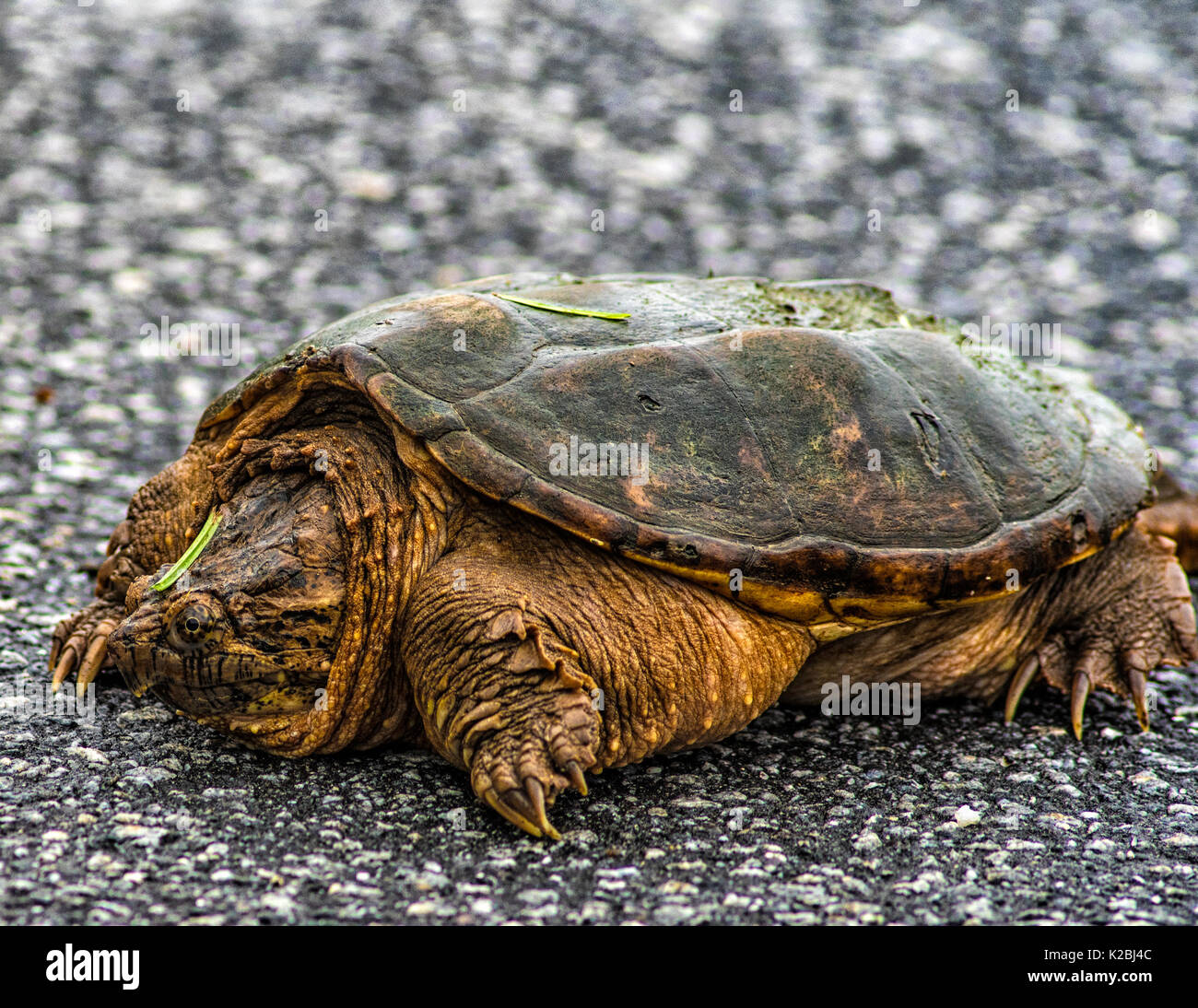 Snapping Turtle relaxing On Pavement - Snapping Turtle Crawled Through ...