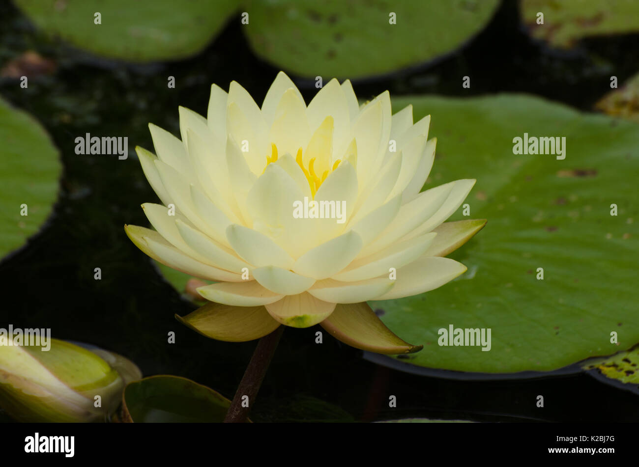 Pale yellow lily hi-res stock photography and images - Alamy