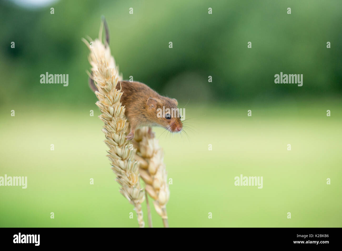 Harvest mouse hi-res stock photography and images - Alamy