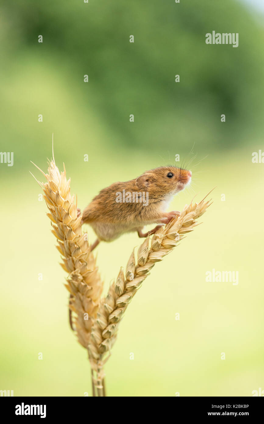 Harvest mouse (Micromys minutus) on wheat stems Stock Photo - Alamy