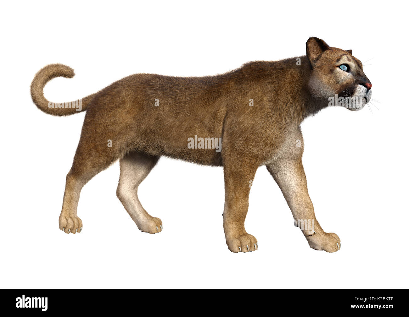 3D rendering of a big cat puma isolated on white background Stock Photo ...