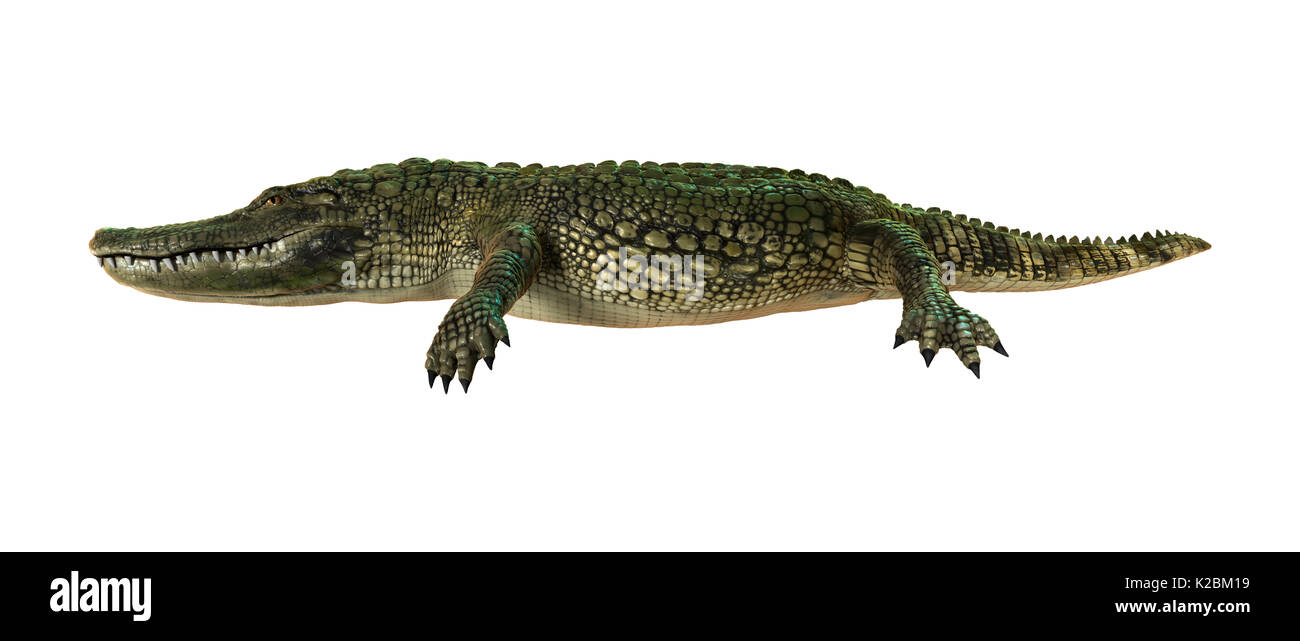 3D rendering of a green American alligator isolated on white background ...