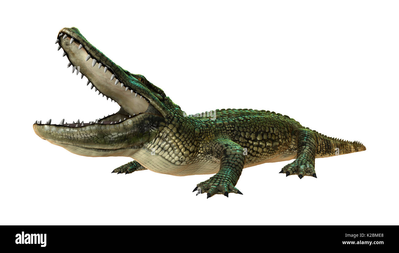 3D rendering of a green American alligator isolated on white background ...