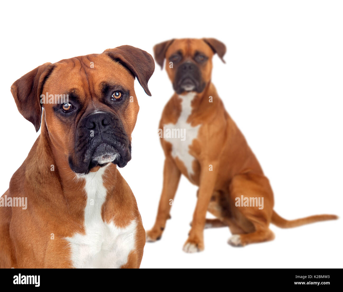Two beautiful boxer dogs isolated on a white background Stock Photo - Alamy