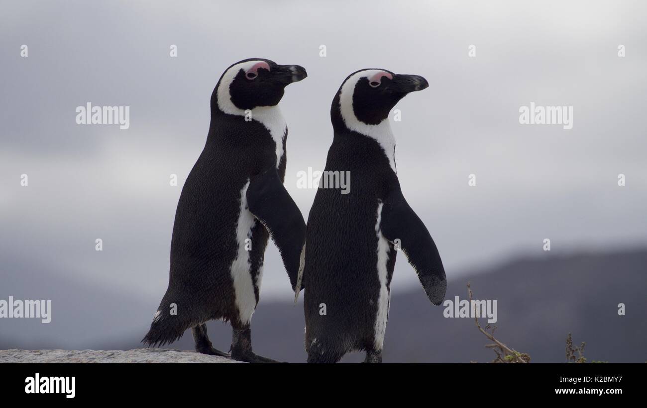 African Penguins during mating season Stock Photo - Alamy