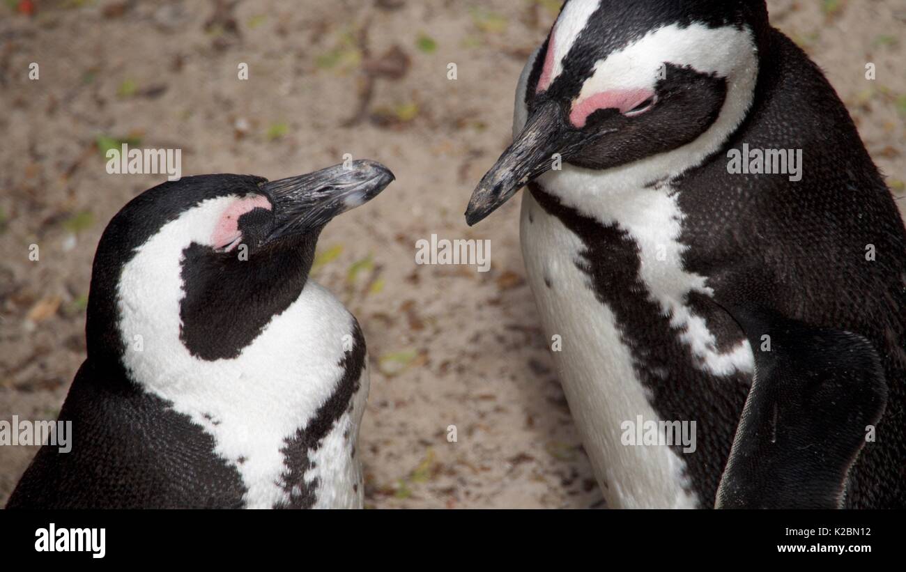 African Penguins during mating season Stock Photo - Alamy