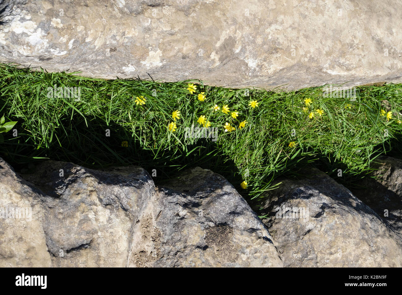 Clints and grikes in limestone pavement with Lesser Celandine ...