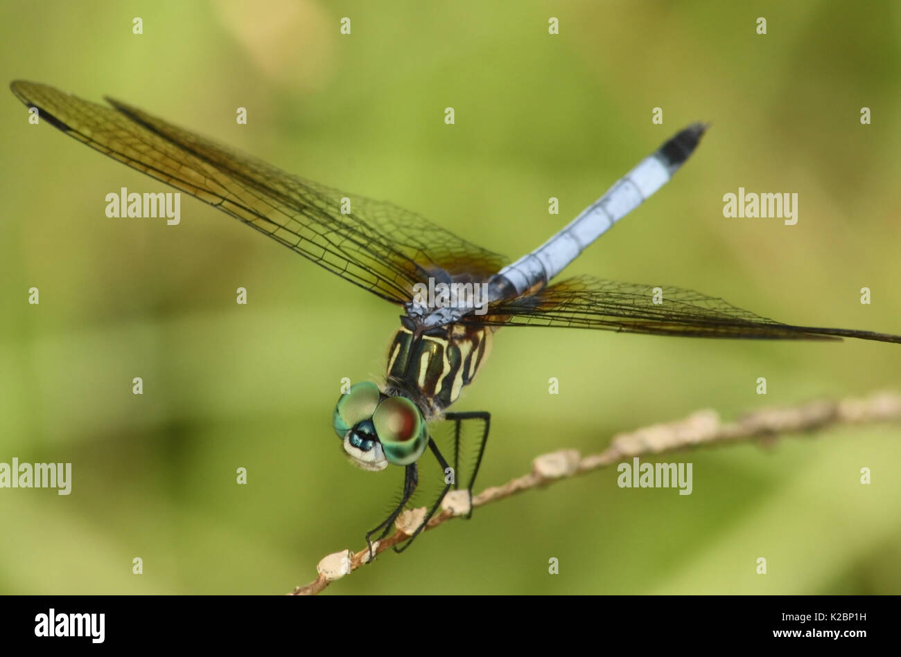 Multi faceded hi-res stock photography and images - Alamy