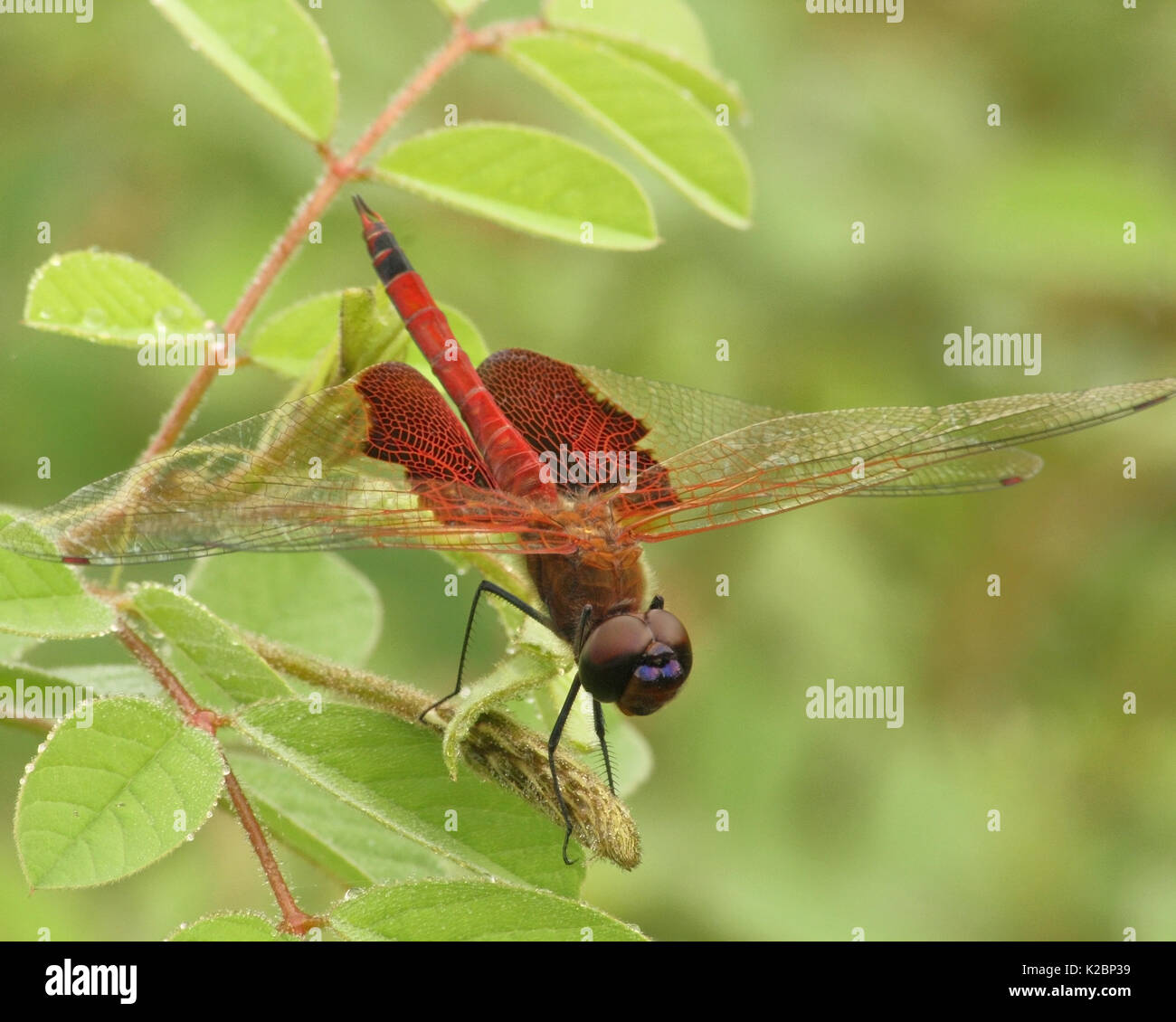 Halpata tastanaki hi-res stock photography and images - Alamy