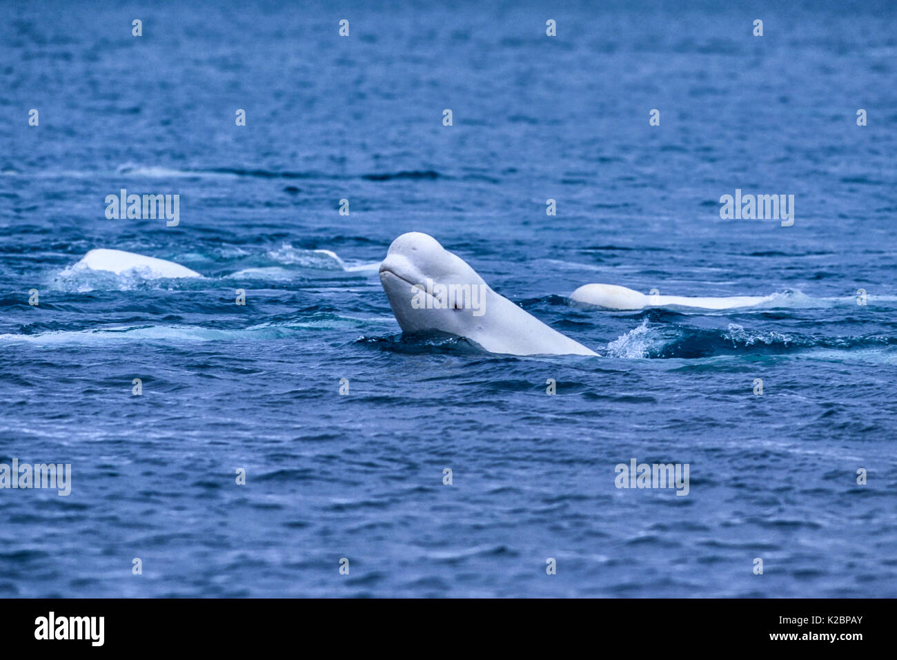 Beluga whale (Delphinapterus leucas) sloughing off dead skin ...