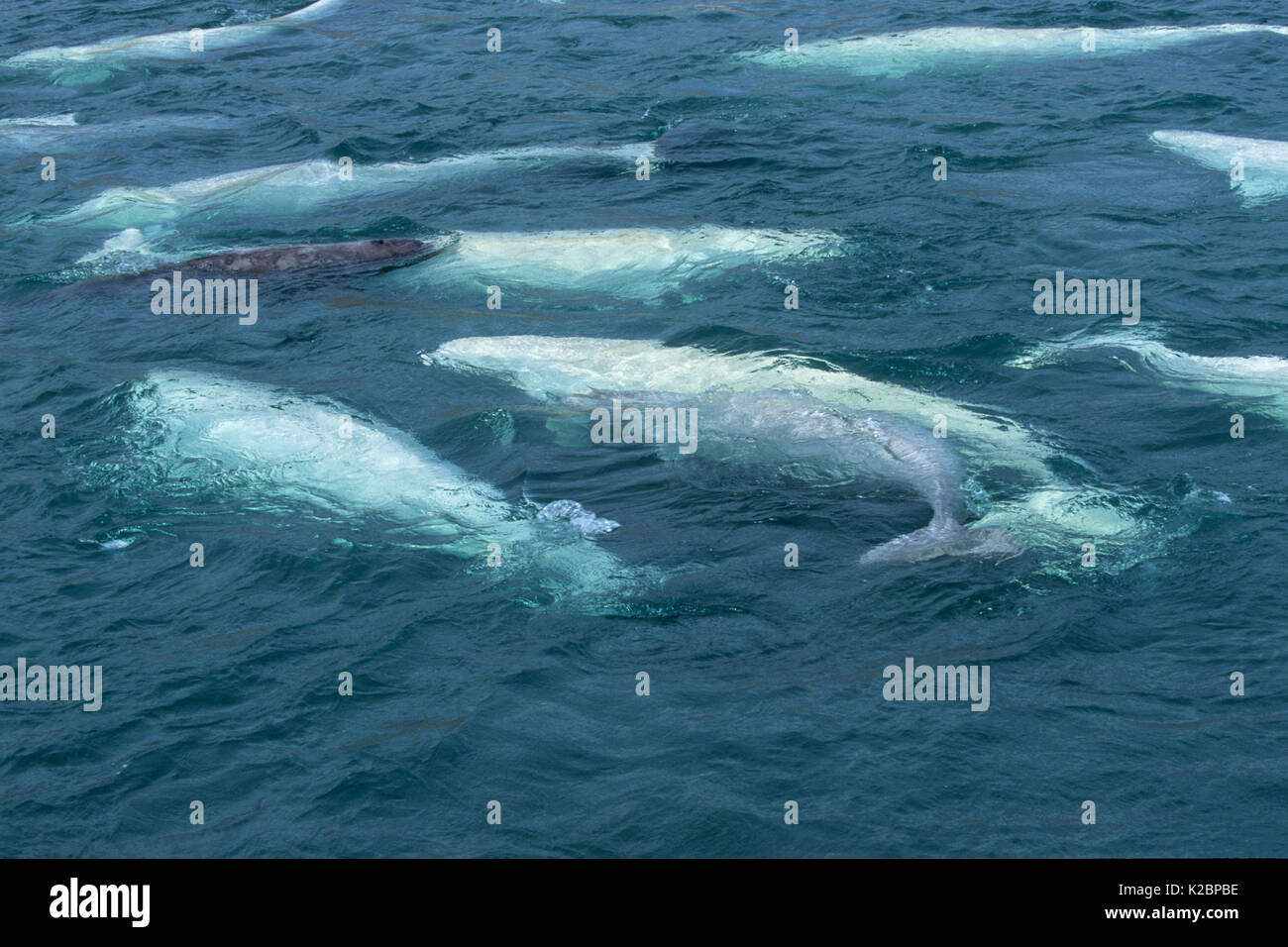 Beluga whales (Delphinapterus leucas) gathering in waters of Cunningham ...