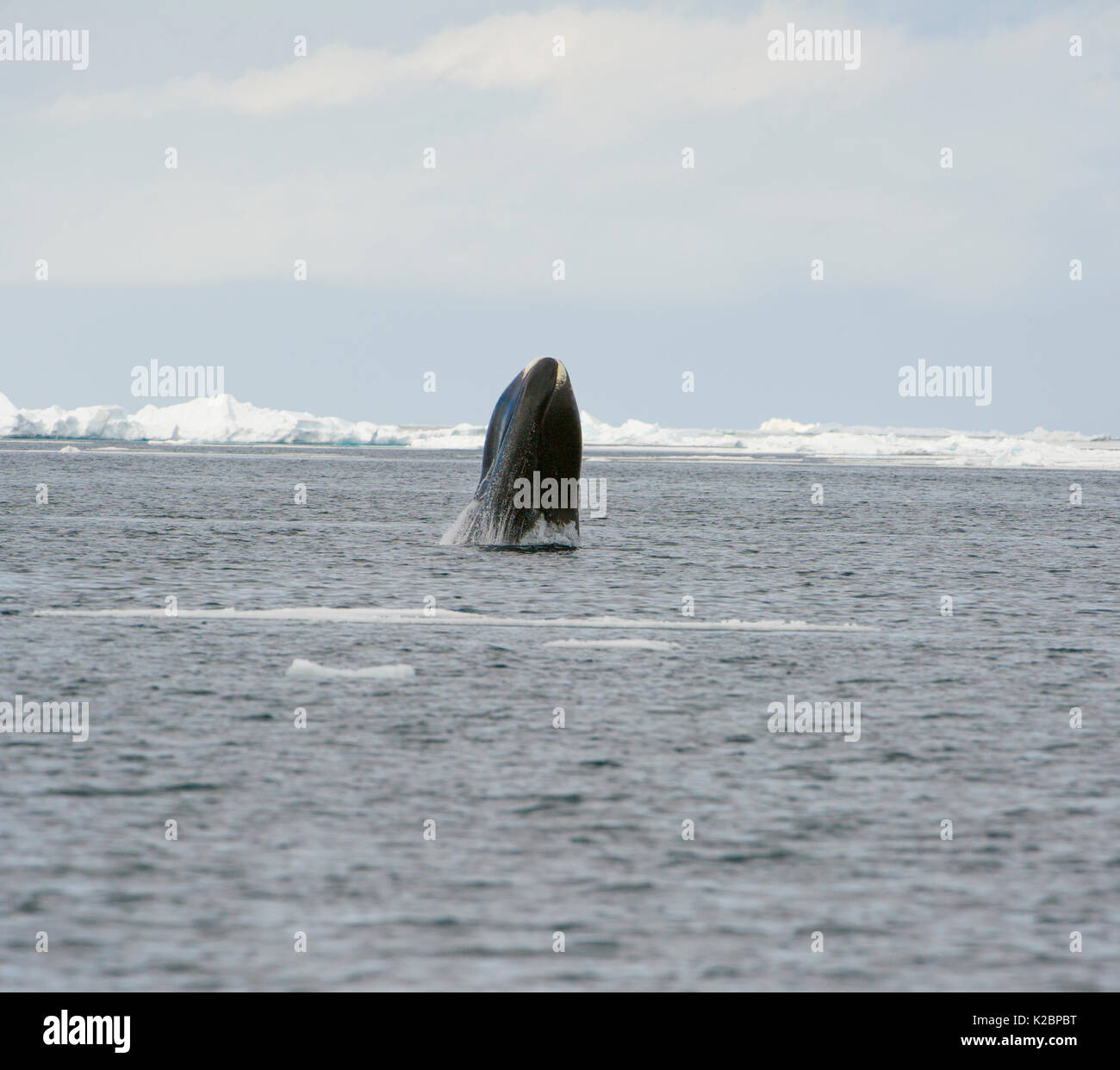 Bowhead whale (Balaena mysticetus) breaching, Canada, Arctic Ocean ...