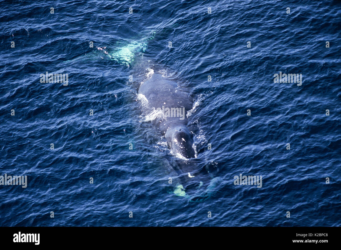 Bowhead whale (Balaena mysticetus) aerial view, Canada, Arctic Ocean ...