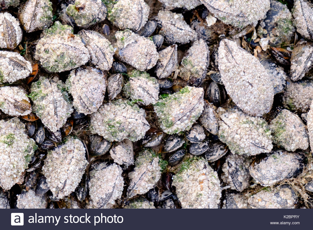 Barnacles Beach Stock Photos & Barnacles Beach Stock Images - Alamy