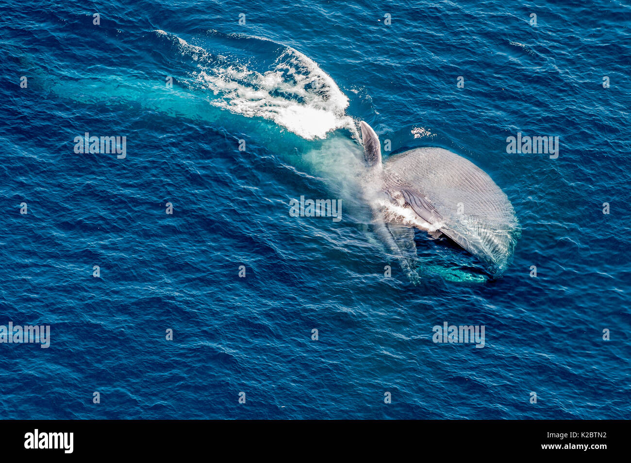 Balaenoptera musculus hi-res stock photography and images - Alamy