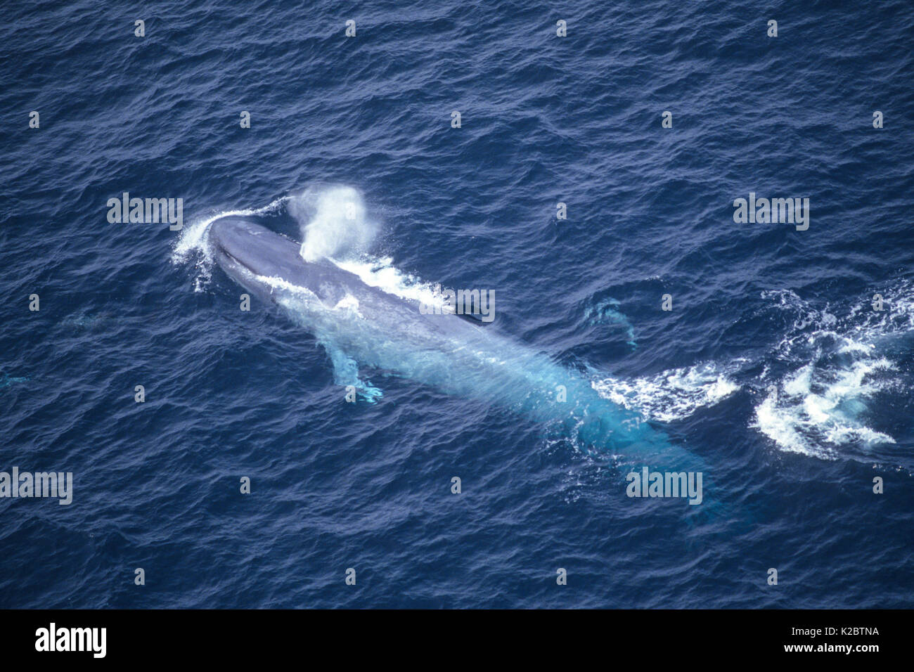 Blue whale (Balaenoptera musculus) California Coast, USA, Eastern ...