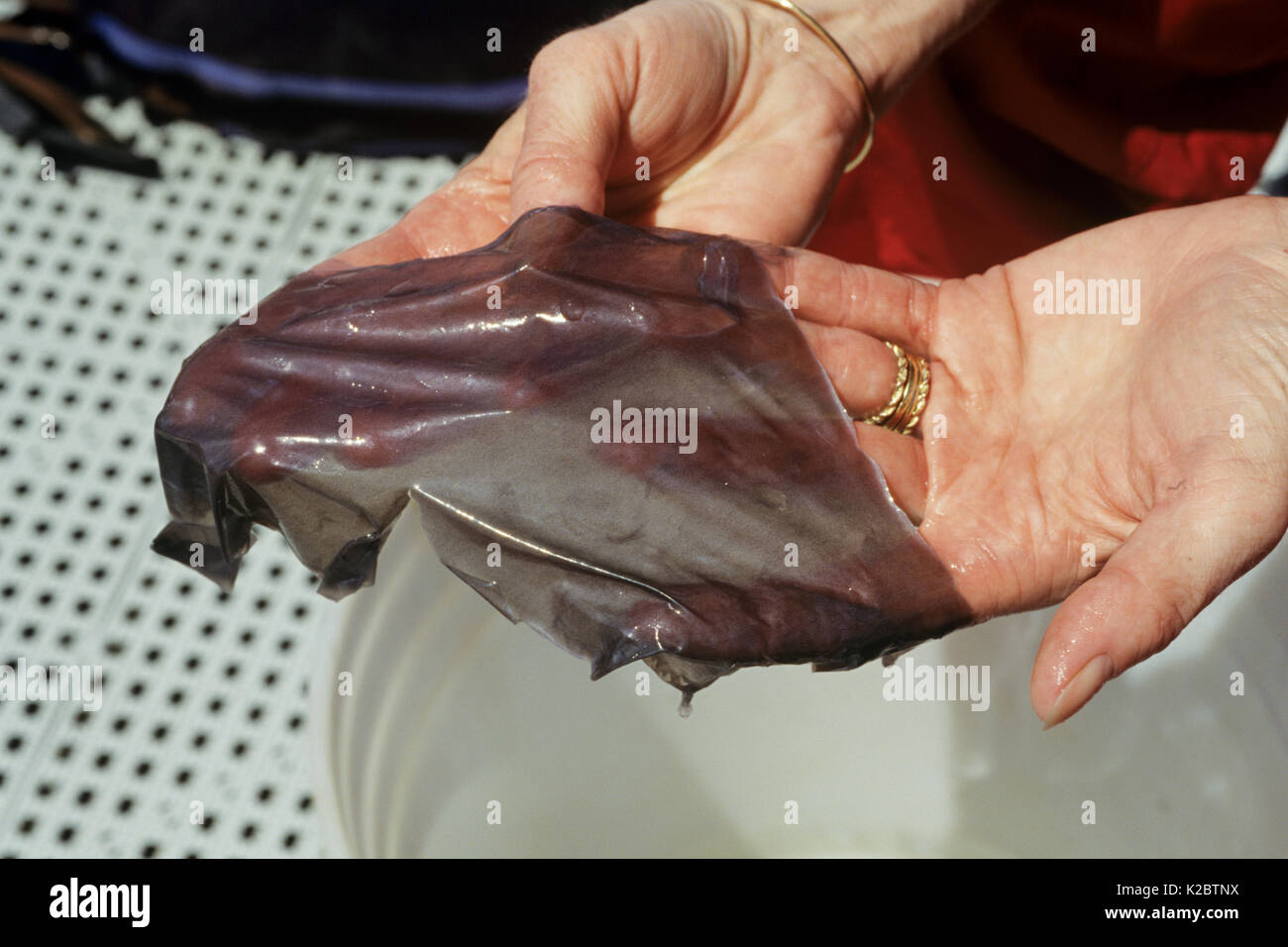 Blue whale (Balaenoptera musculus) skin sloughed off while feeding ...