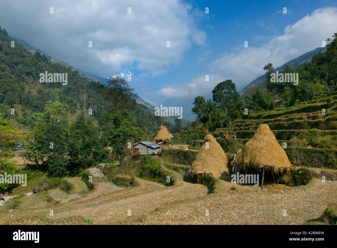 Straw drying on hill terraces, near mountain village of Ghandruk, with ...