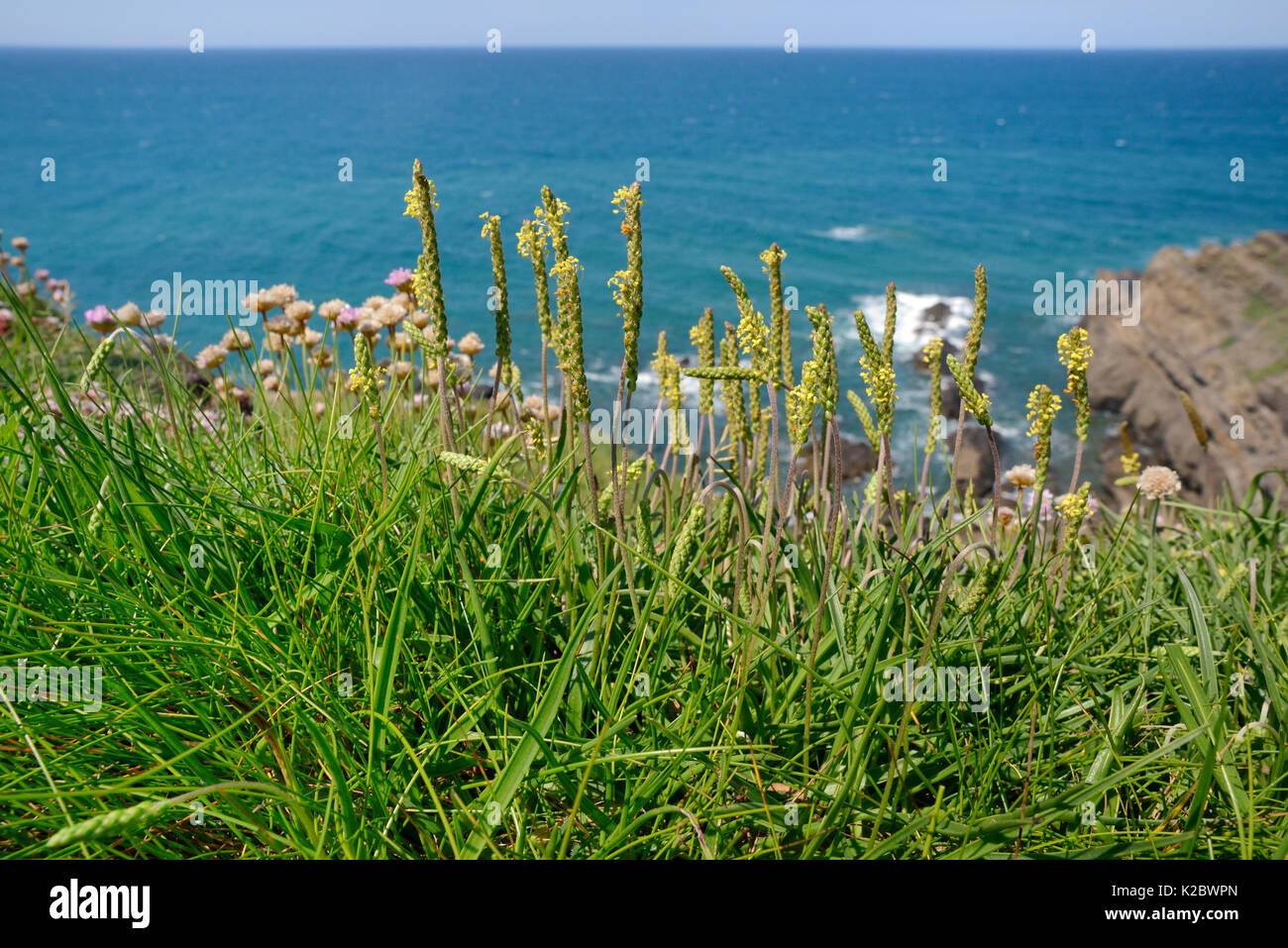Sea plantain (Plantago maritima) clump flowering on a cliff top ...