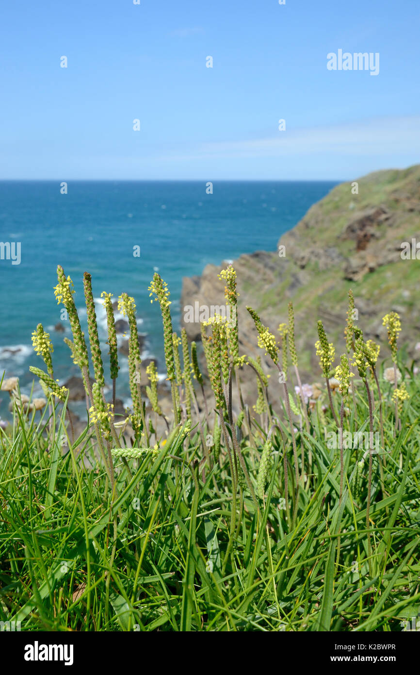 Sea plantain (Plantago maritima) clump flowering on a cliff top ...