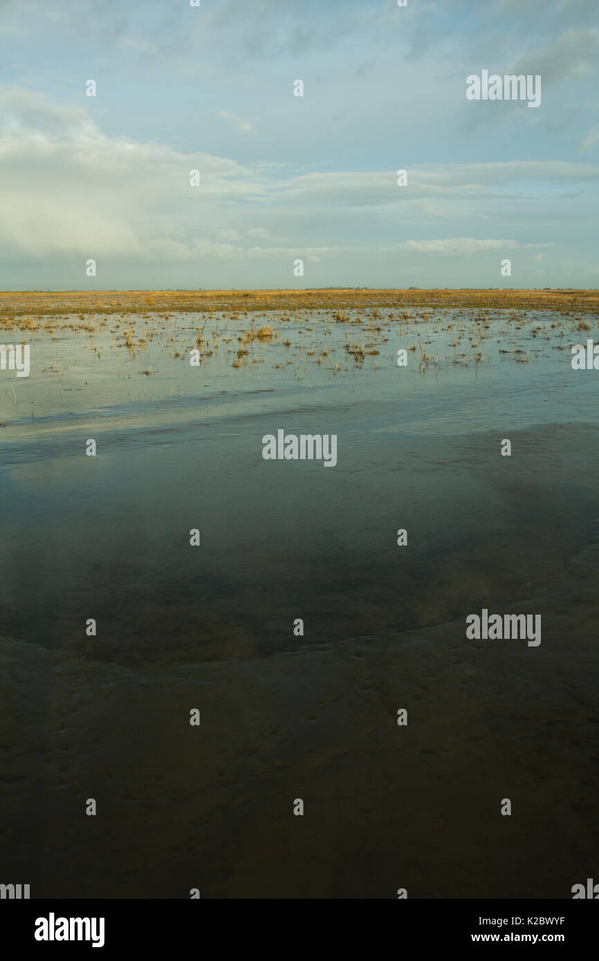 Steart Marshes Nature Reserve, agricultural land transformed into ...