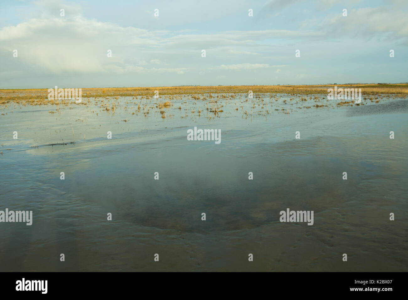 Steart Marshes Nature Reserve, agricultural land transformed into ...