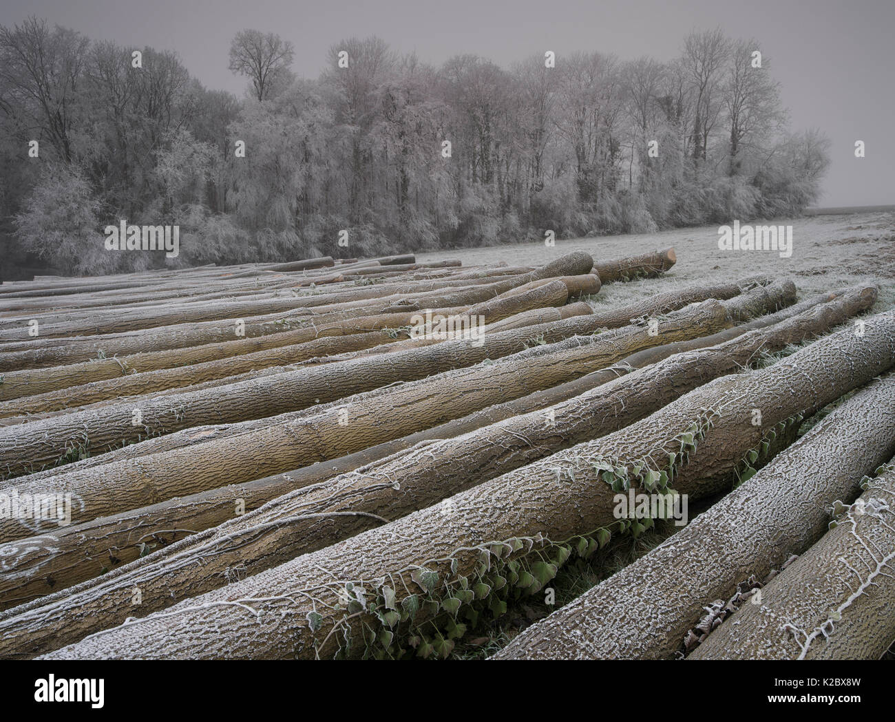 Ground covered with frost hi-res stock photography and images - Alamy