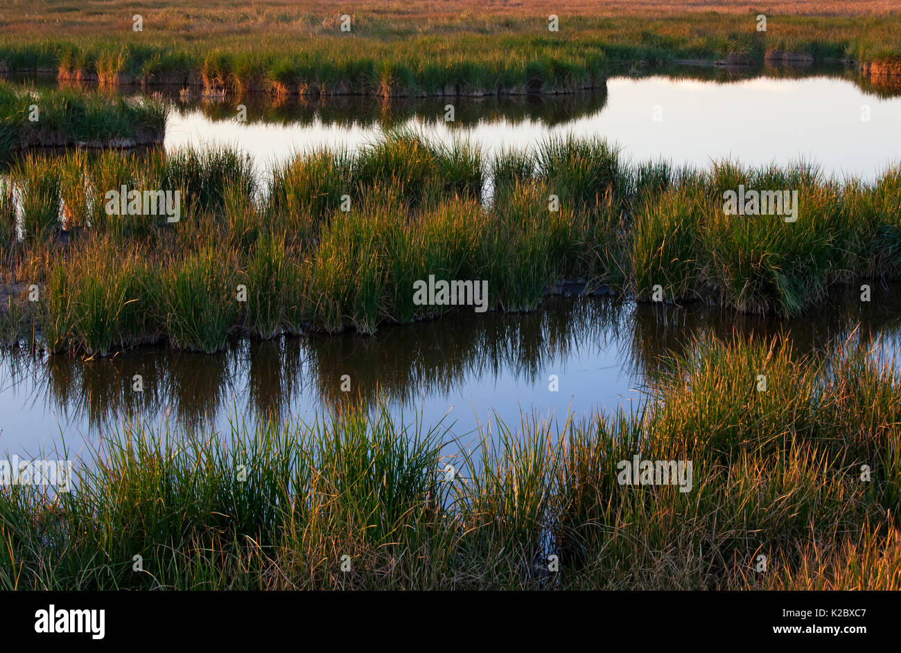 Aquatic plants (Typha sp.), Xochimilco wetlands, Mexico City, November ...