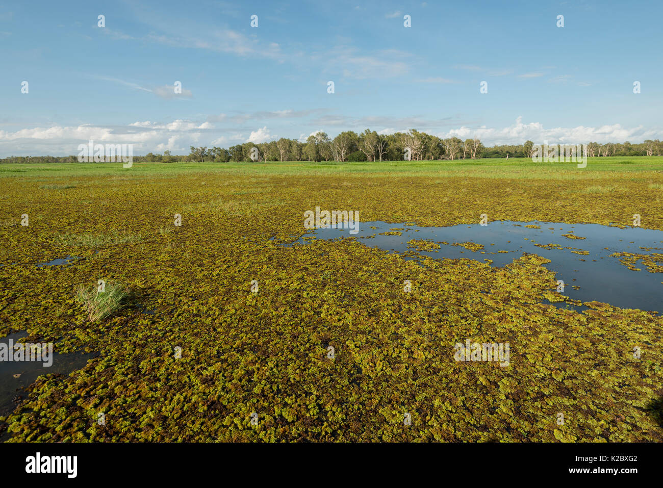 Giant sensitive tree (Mimosa pigra) weed covering 800 square km of ...