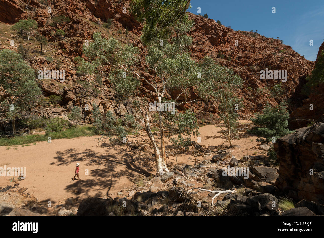 River red gum tree (Eucalyptus camaldulensis) Redbank Gorge, West ...