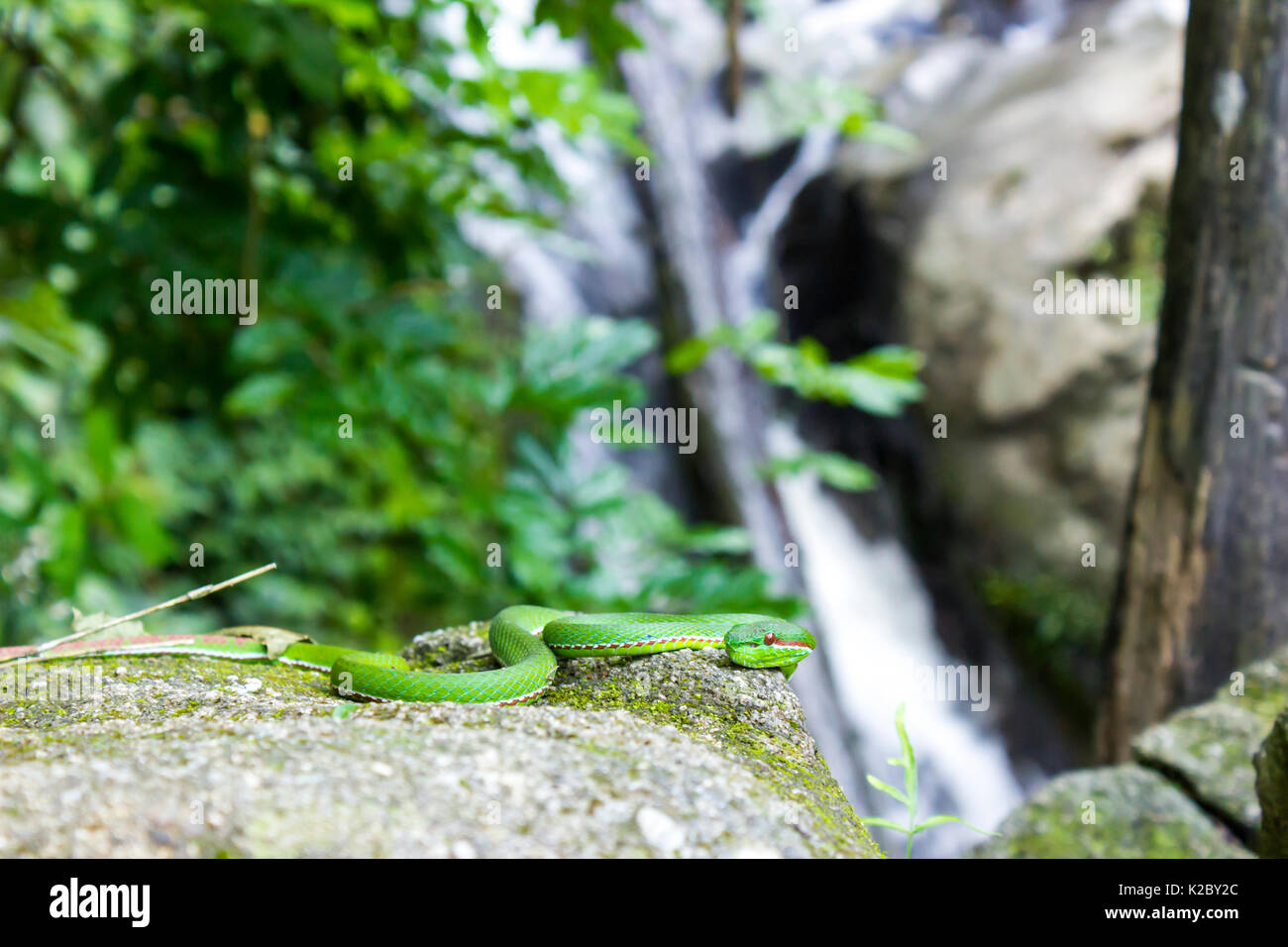 Green pit viper snake hi-res stock photography and images - Alamy
