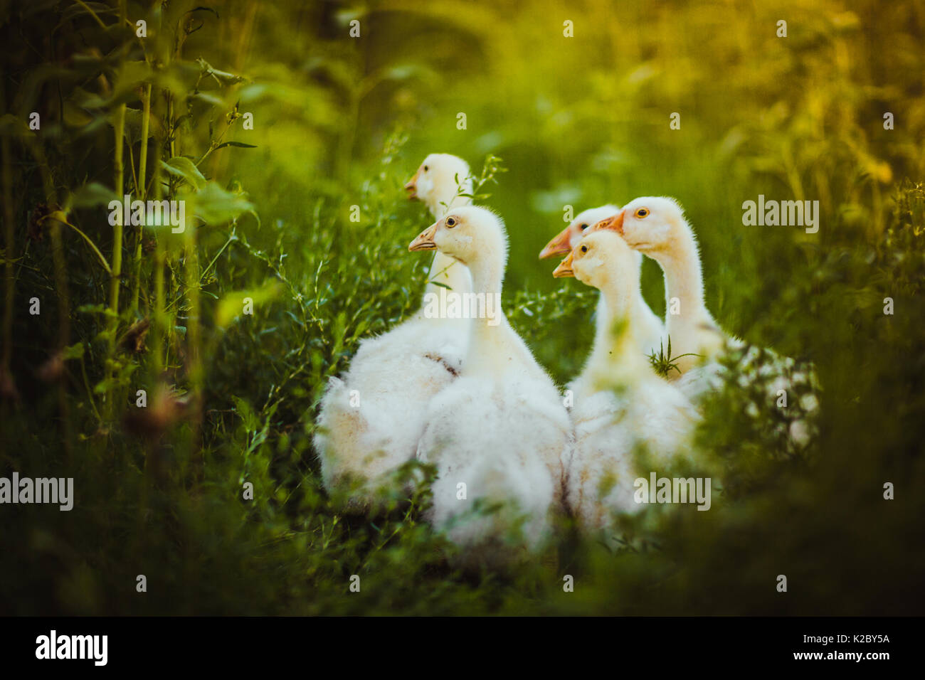 Five young goose together sit in the grass Stock Photo - Alamy