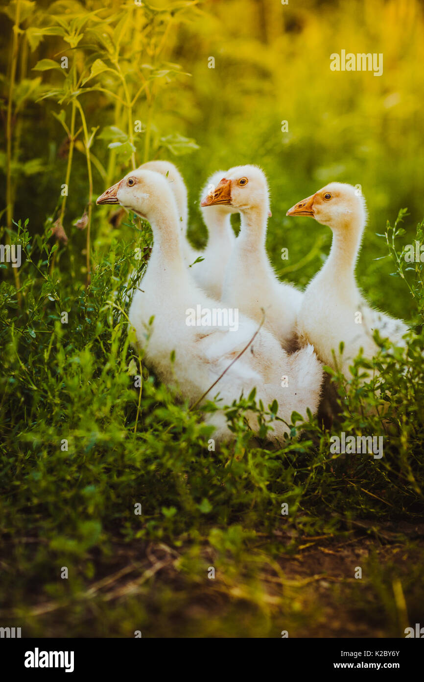 Five young goose together sit in the grass Stock Photo - Alamy