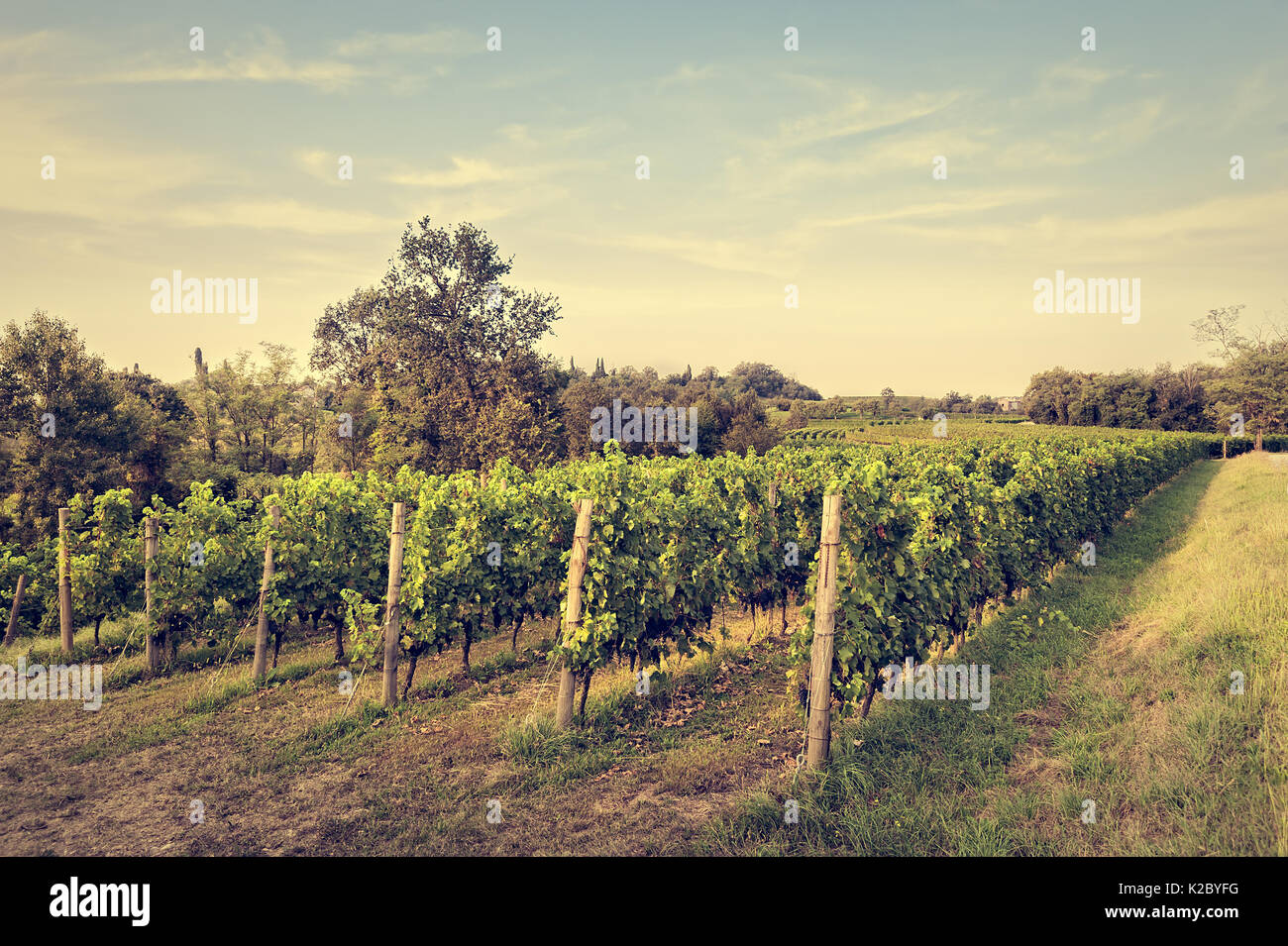 Countryside landscape with vineyard. Agricultural scenery. Rural ...