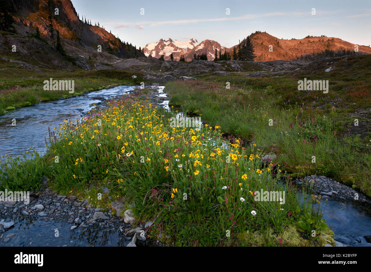 Wild flowers along a stream bed, Ferry Basin, Mount Olympus, Bailey ...