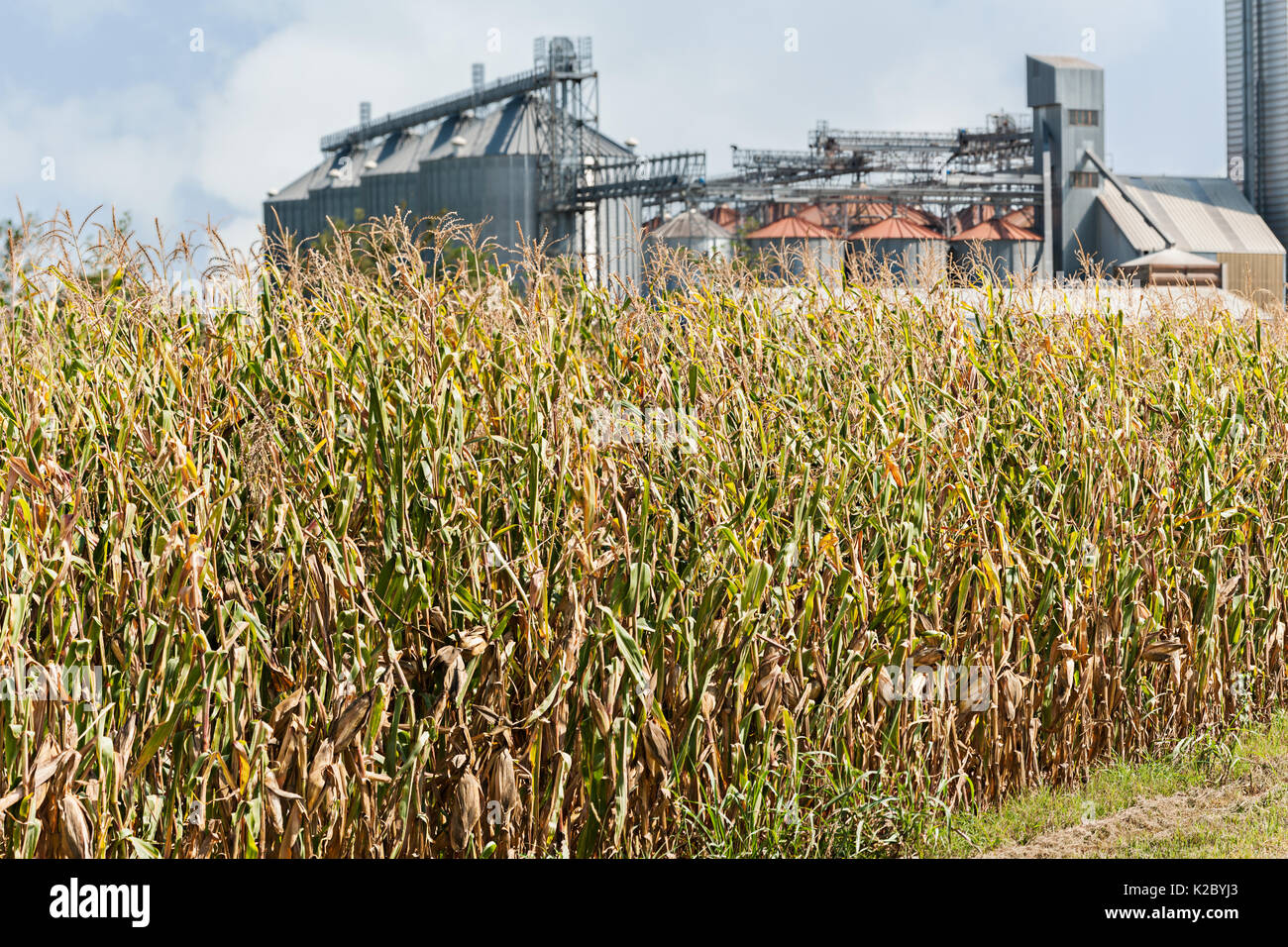 Corn field ready for harvest, blurred in background agricultural ...