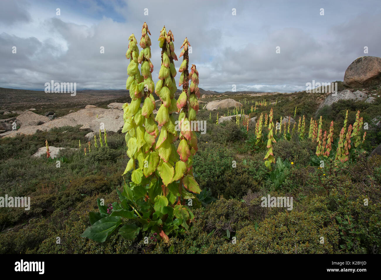 Alexander rhubarb (Rheum alexandrae) Daocheng County, Sichuan Province ...