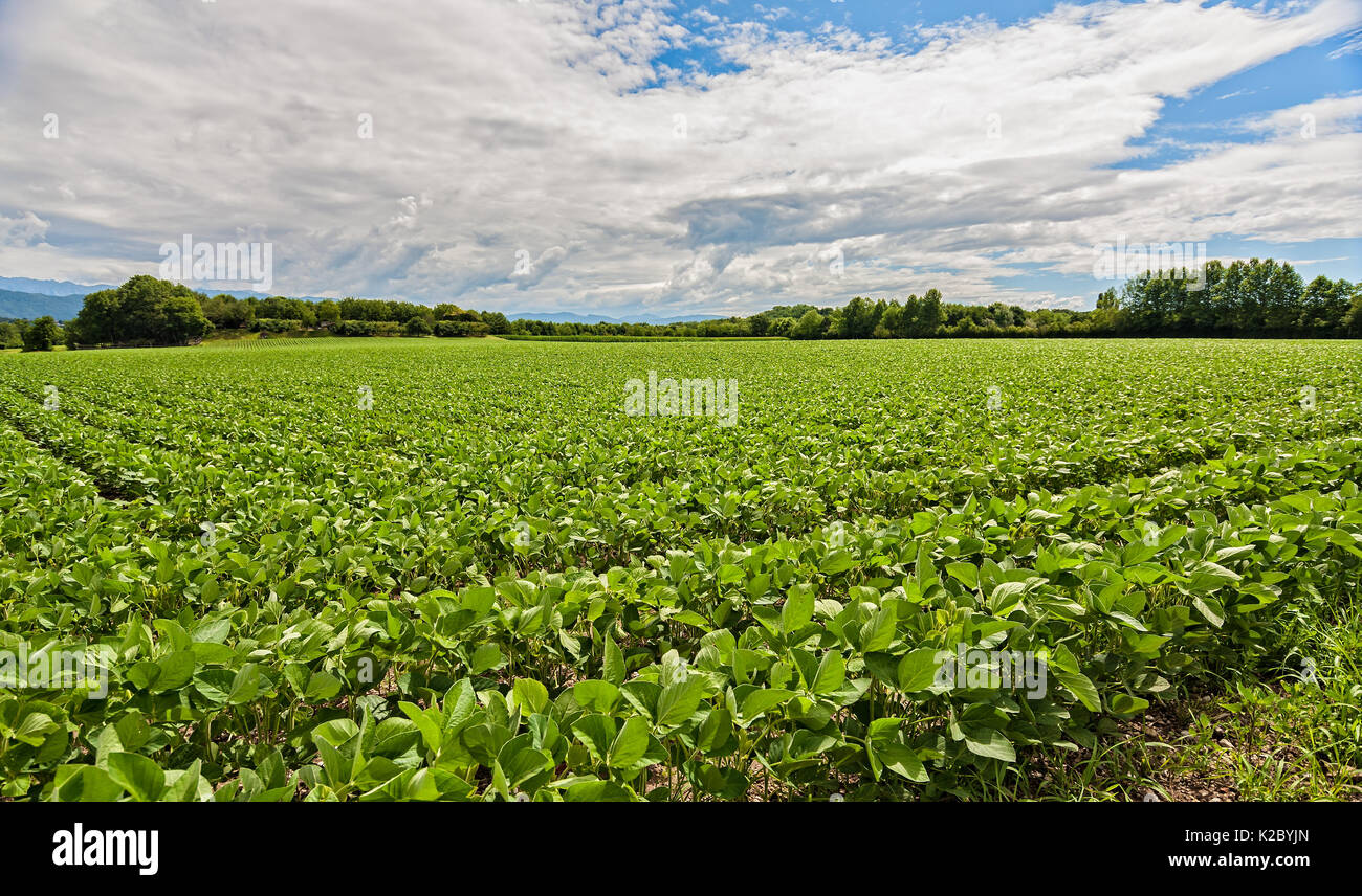 Agricultural landscape. Green field of soybean. Soybean plantation ...